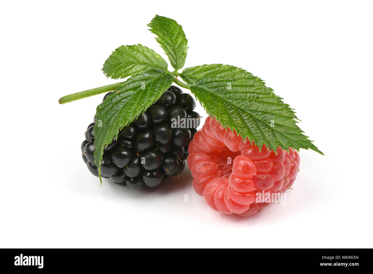 Ripe blackberry and raspberry isolated white background. High ...