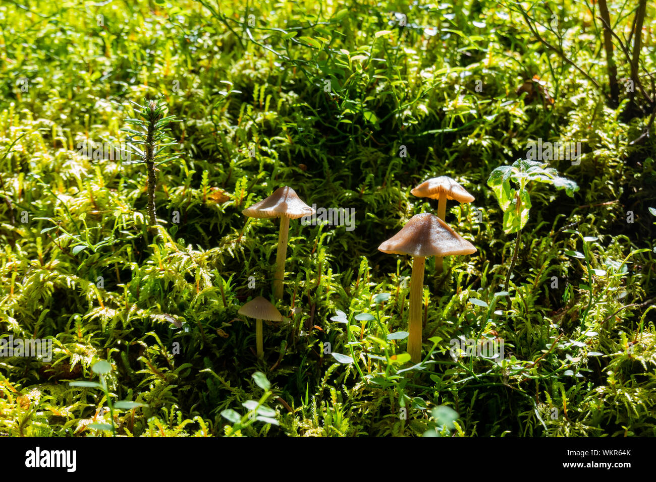 Fungus alberta hi-res stock photography and images - Alamy