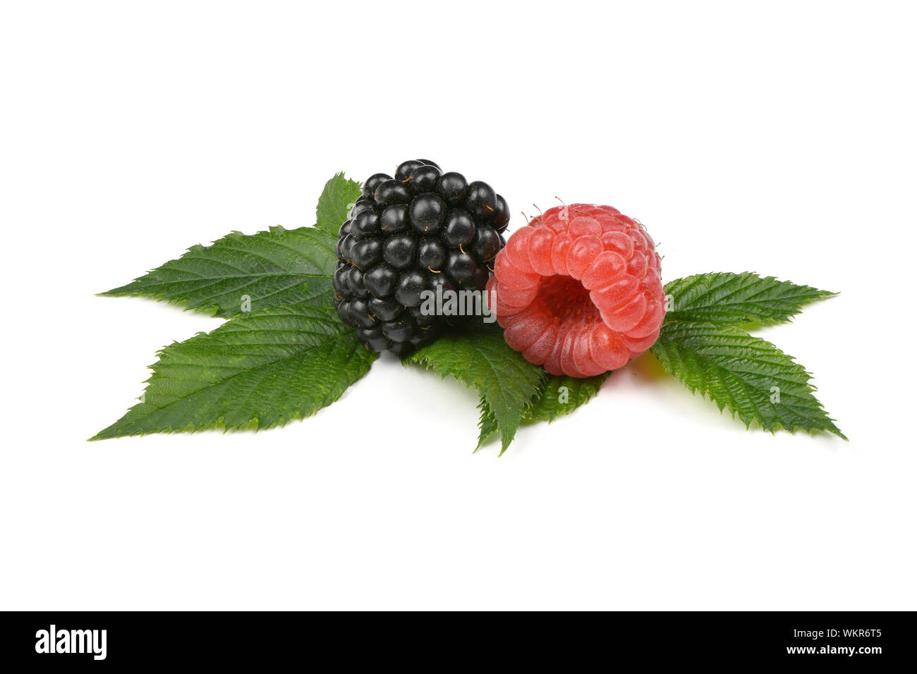 Ripe blackberry and raspberry isolated white background. High ...