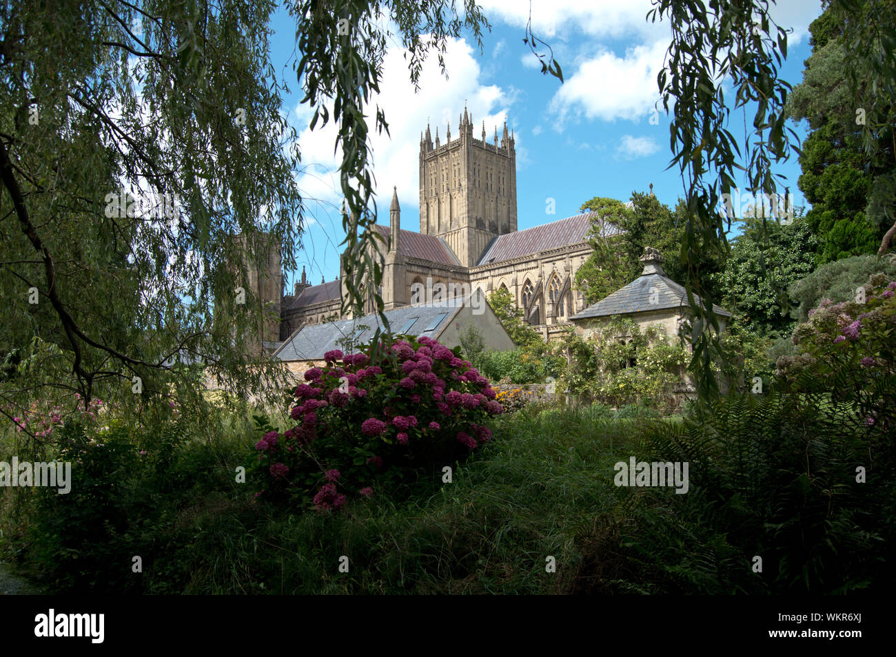 Wells cathedral swans hi-res stock photography and images - Alamy