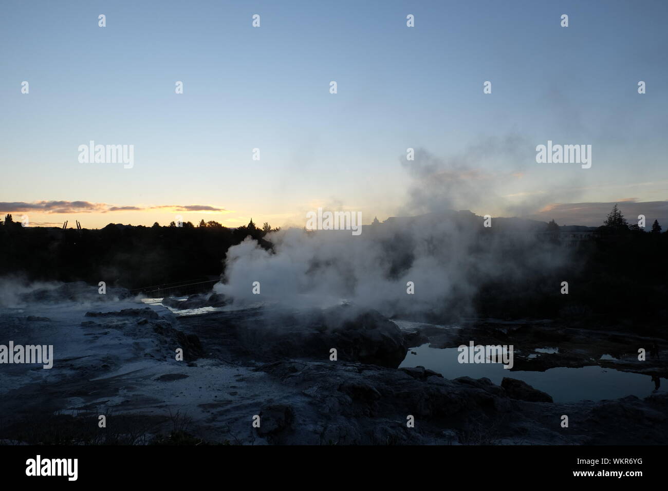 Maori spring hi-res stock photography and images - Alamy