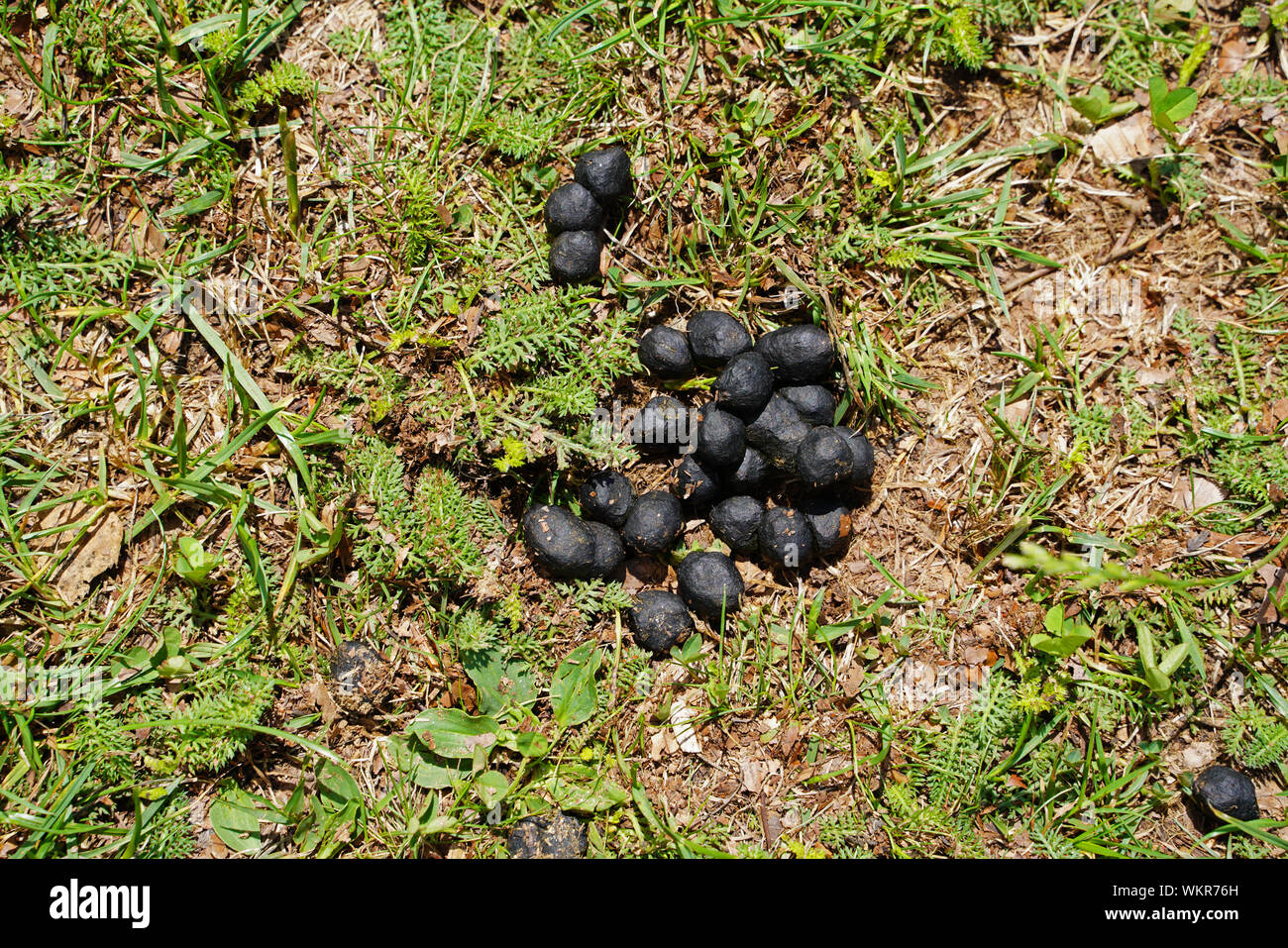 Smelly goat hi-res stock photography and images - Alamy