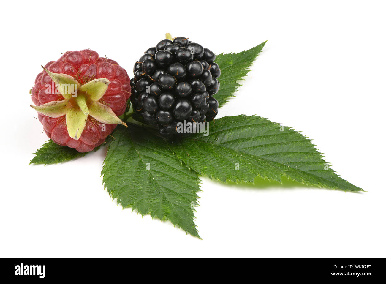 Ripe blackberry and raspberry isolated white background. High ...