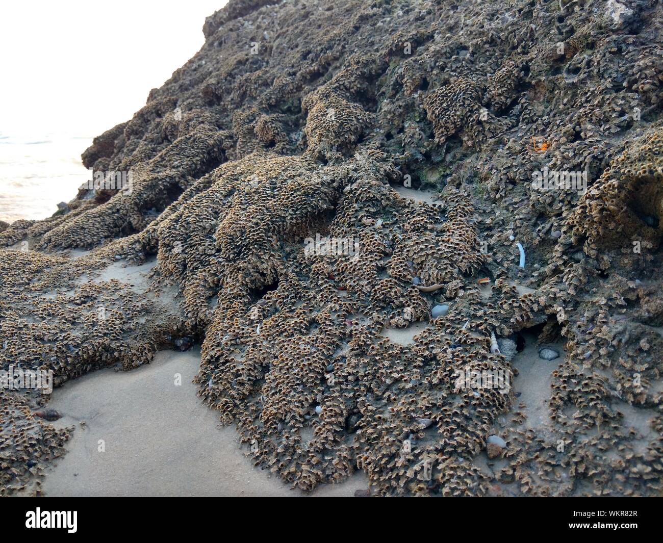 Barnacles on rock hi-res stock photography and images - Alamy