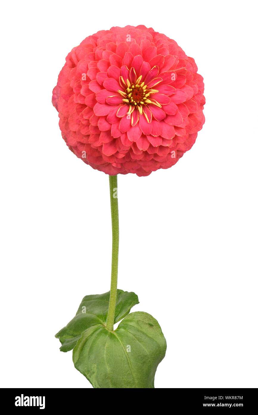 Red colored zinnia, beautiful flower isolated on white background. High ...
