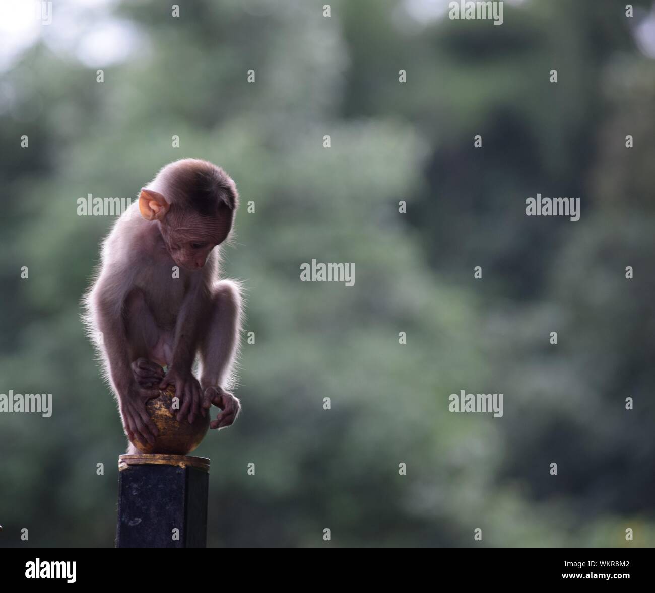 Monkey On Pole High Resolution Stock Photography and Images - Alamy