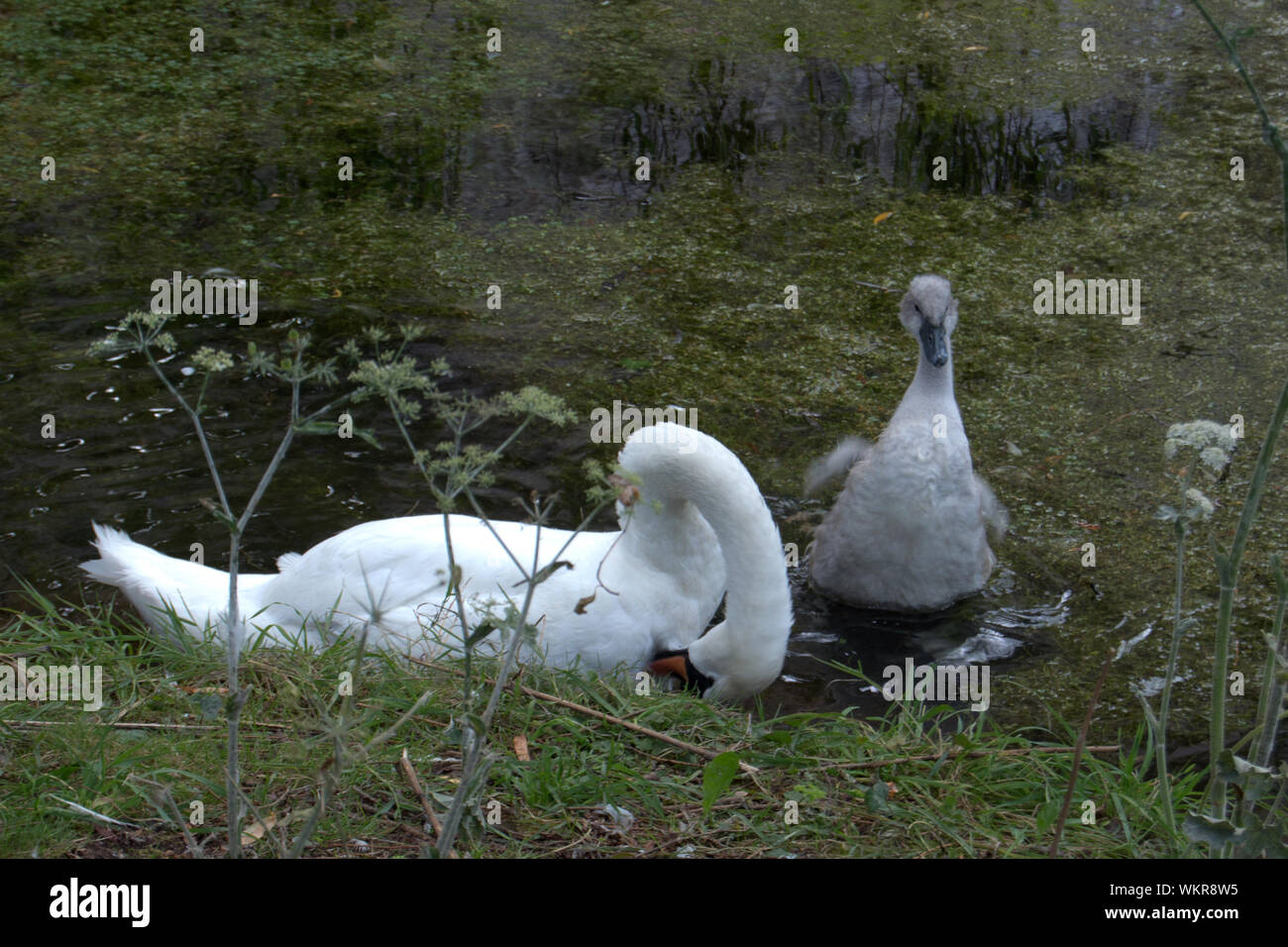 Swans in the Well Pool at Bishop's Palace gardens, Wells, Somerset ...