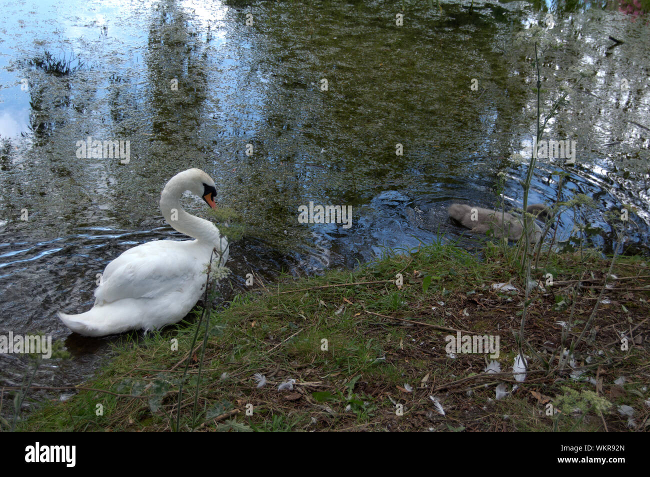 Swans in the Well Pool at Bishop's Palace gardens, Wells, Somerset ...