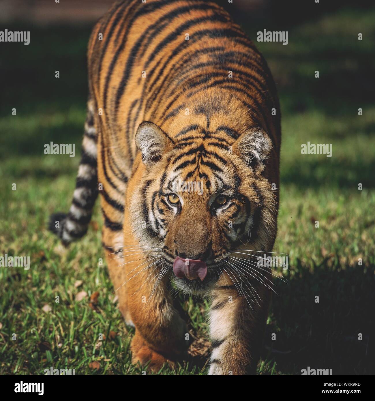 Tiger sticking his tongue out hi-res stock photography and images - Alamy