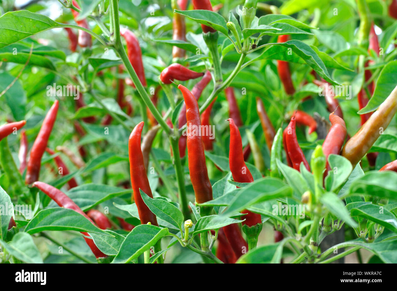 Close up Of Growing Chili Peppers In The Vegetable Garden Stock Photo Close up Of Growing Chili Peppers In The Vegetable Garden Stock Photo
