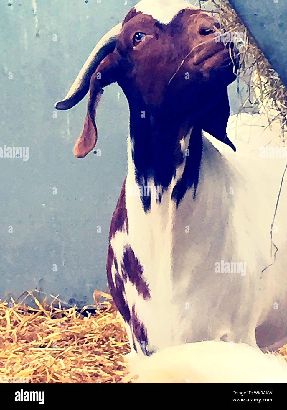 Goat wall hi-res stock photography and images - Alamy