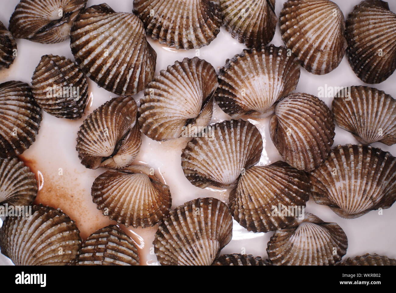 Scallop Pattern High Resolution Stock Photography and Images - Alamy