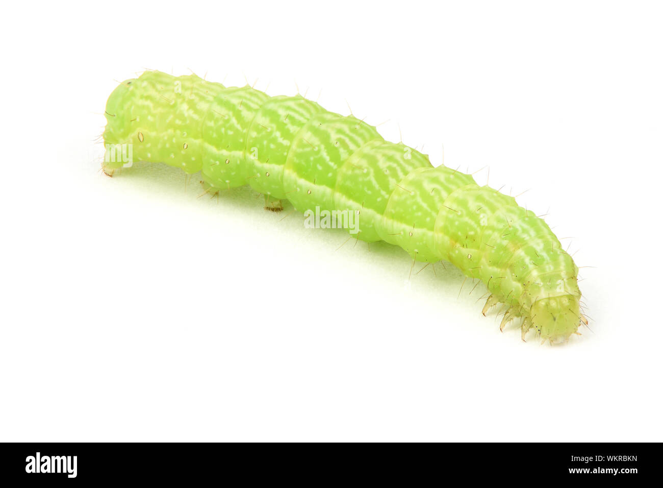 Green caterpillar isolated on white background. High resolution photo ...