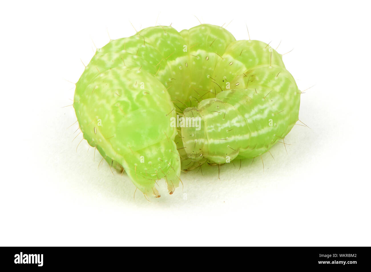 Green caterpillar isolated on white background. High resolution photo ...