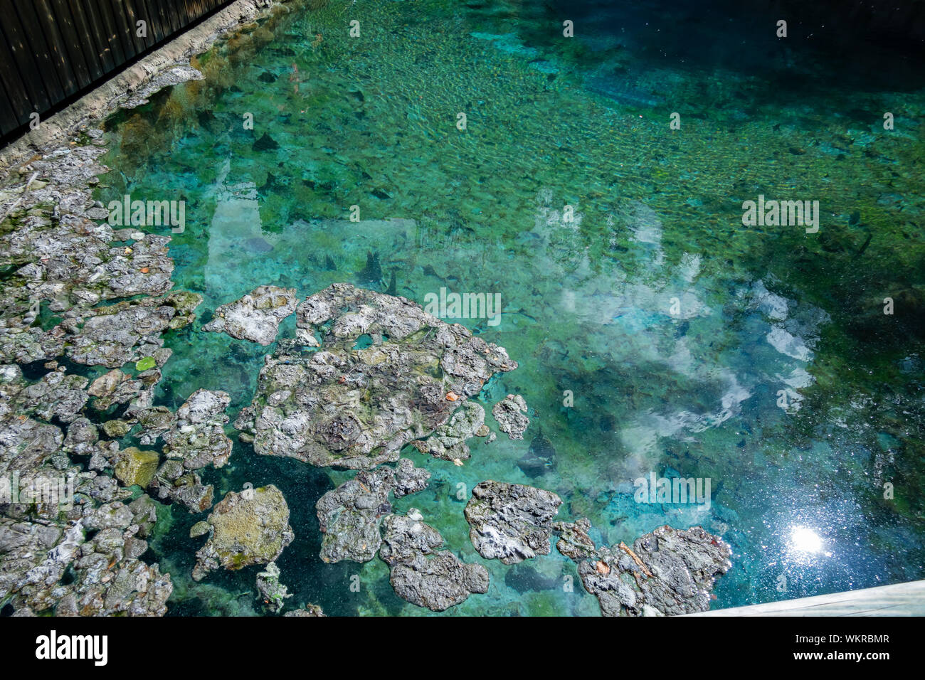 Many Banff snail in the Cave and Basin National Historic Site at Banff ...