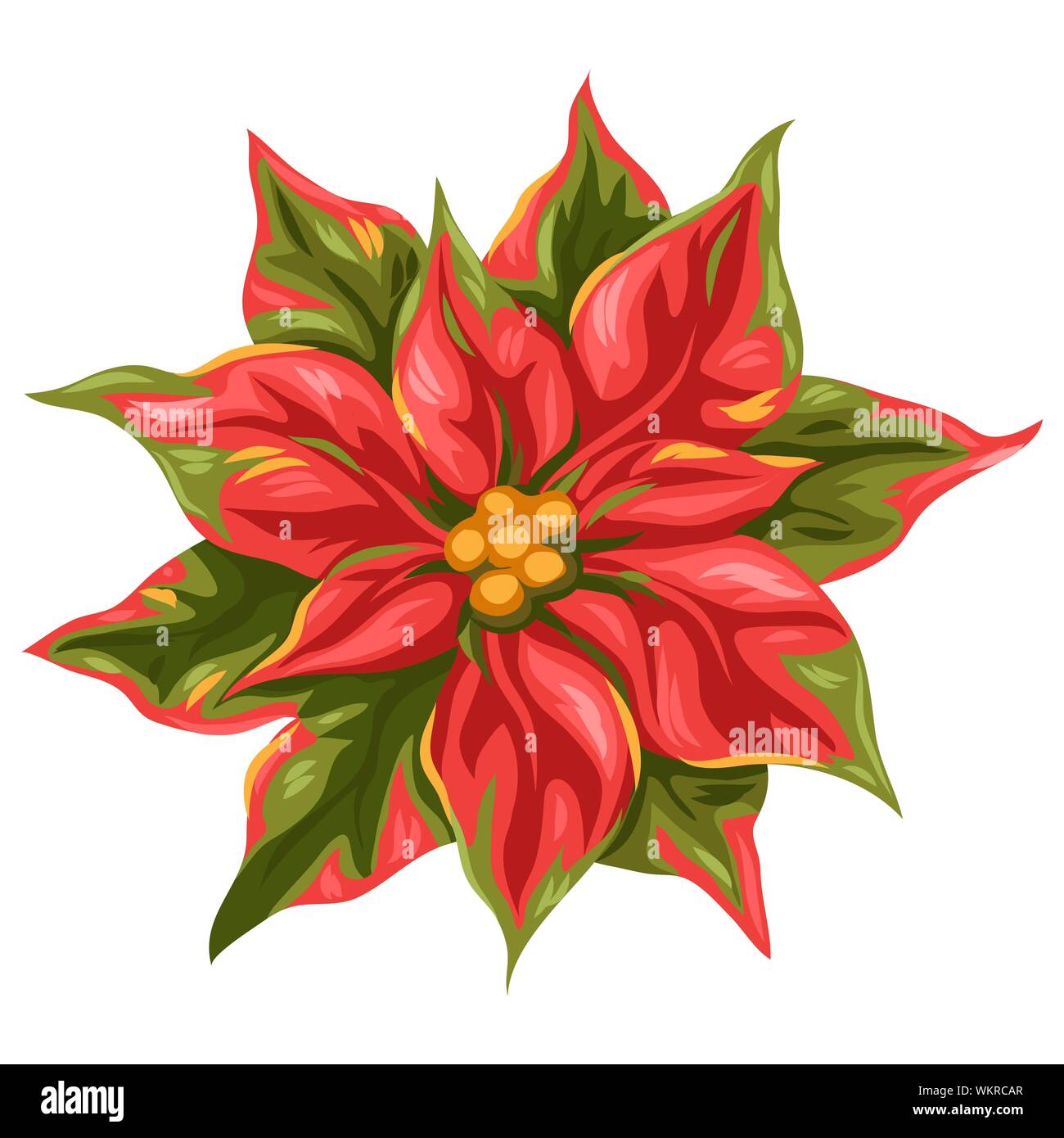 Traditional poinsettia flower Stock Vector Images - Alamy