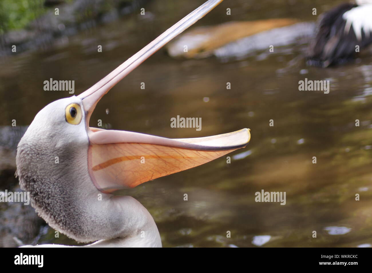 Pelican Open Mouth High Resolution Stock Photography and Images - Alamy