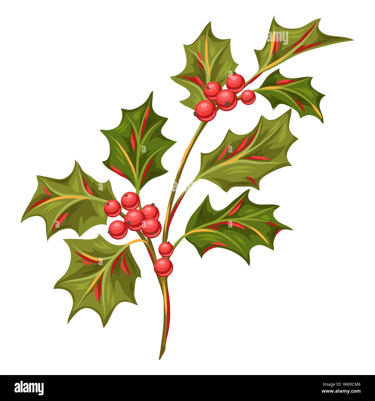 Branch holly tree red Stock Vector Images - Alamy