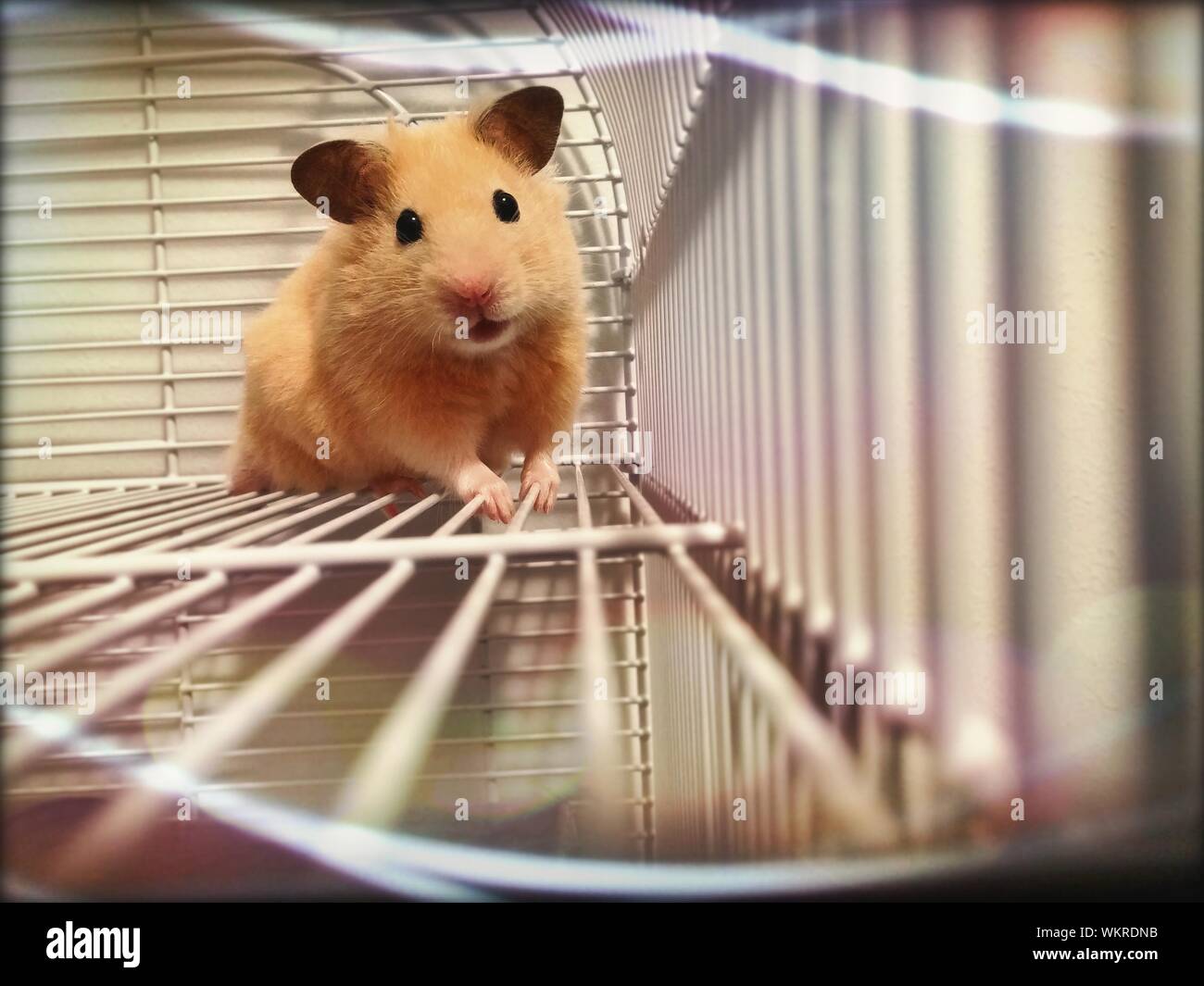 Hamster In Cage High Resolution Stock Photography and Images - Alamy