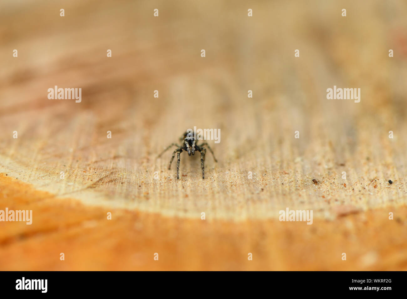Jumping Spider (Salticus scenicus) on wood background. High resolution ...