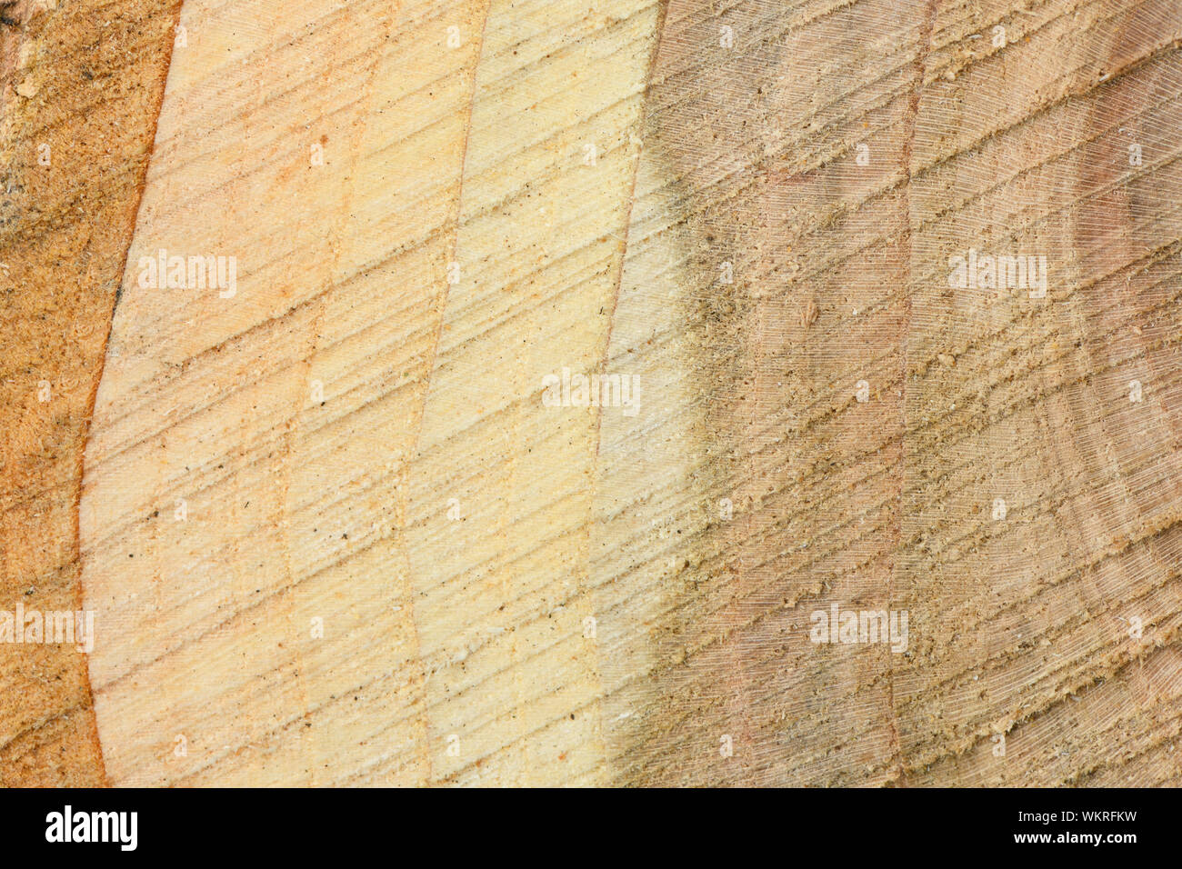 Top view of the surface of the fresh stump with annual rings closeup ...