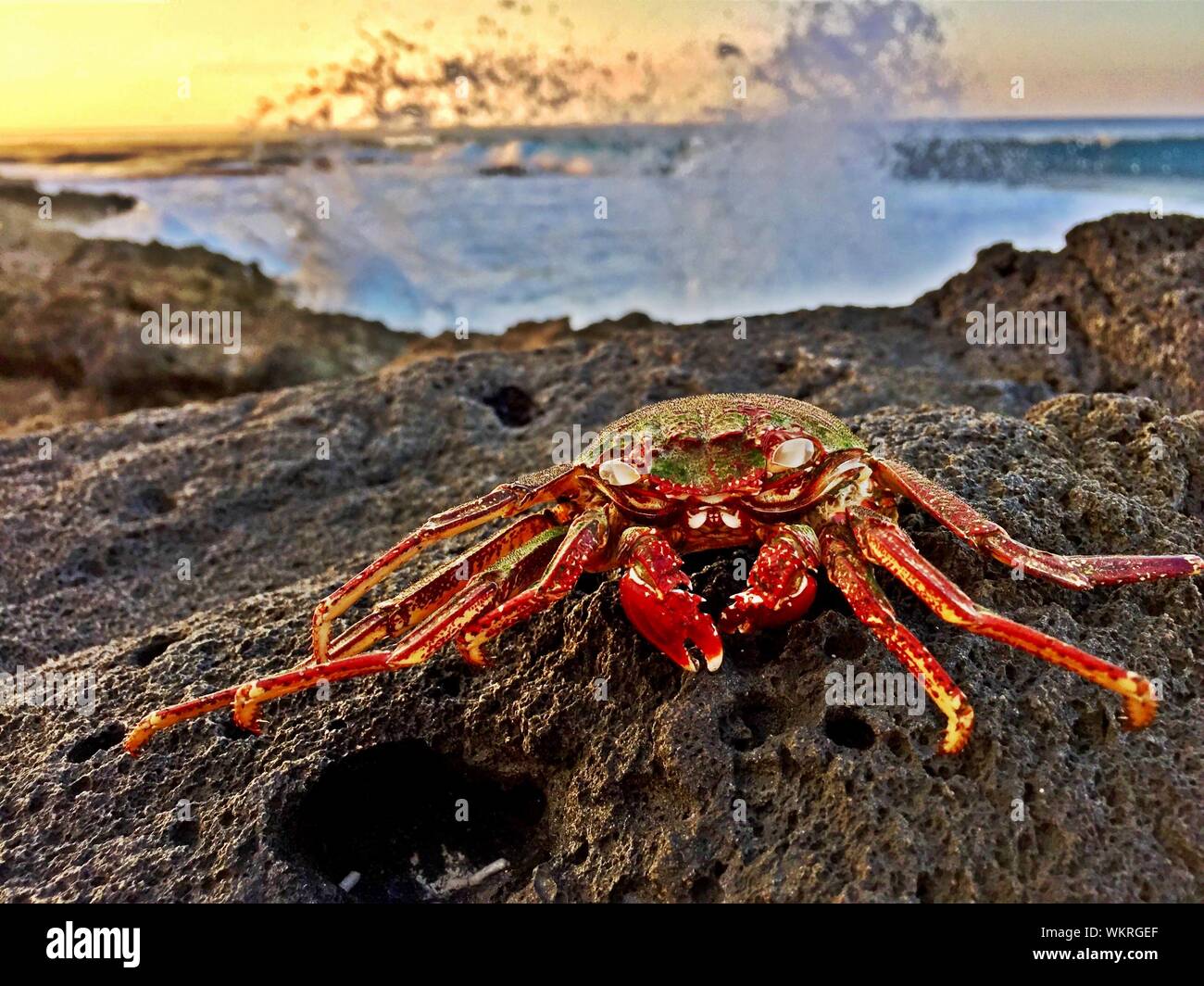 Rocky shore crab hi-res stock photography and images - Alamy