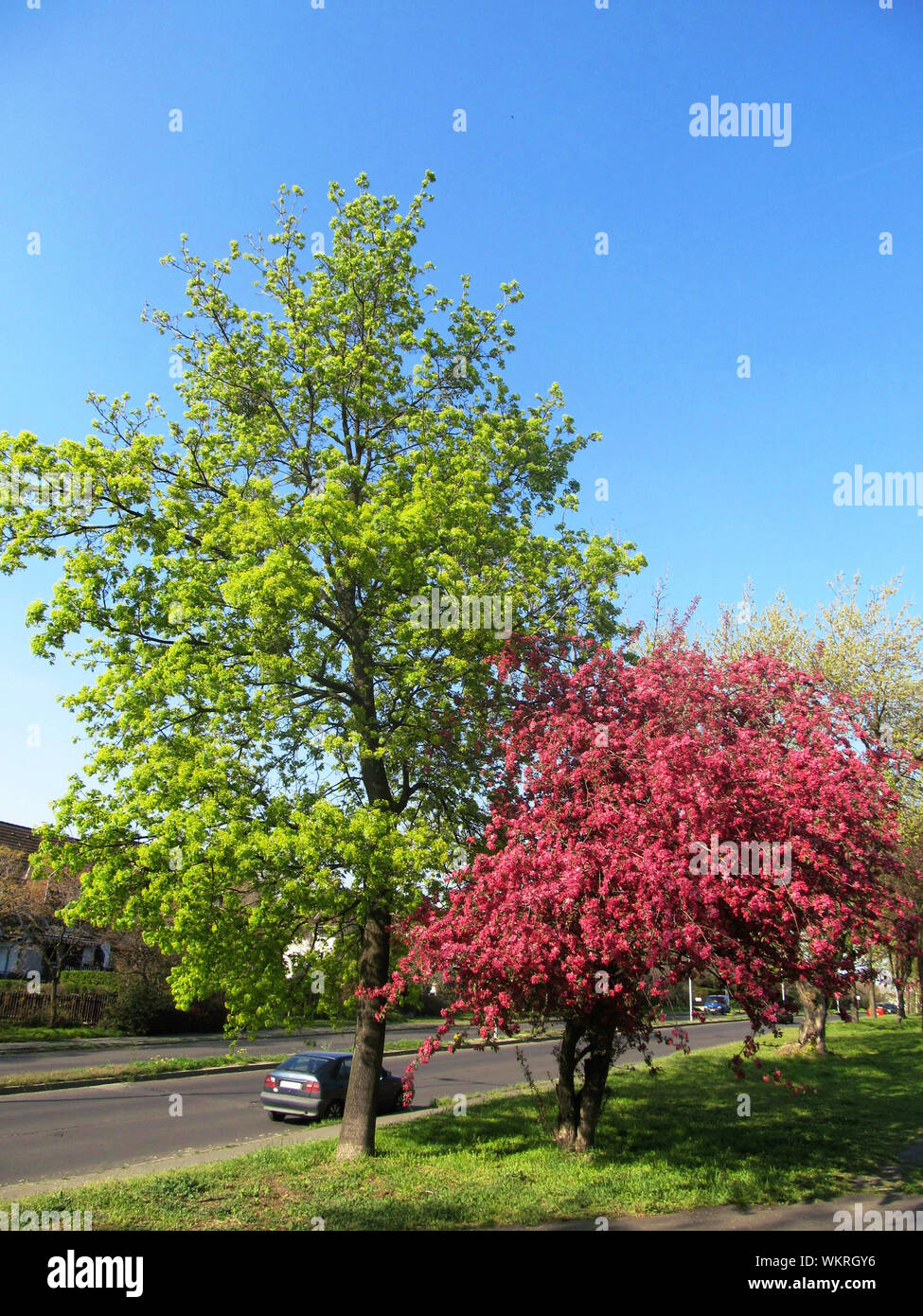 Roadside trees roadside trees hi-res stock photography and images - Alamy