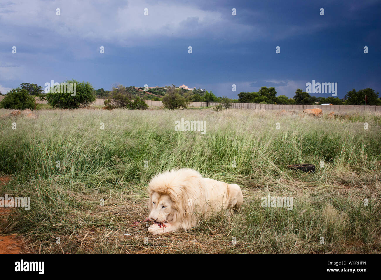 Male animal eating prey hi-res stock photography and images - Alamy