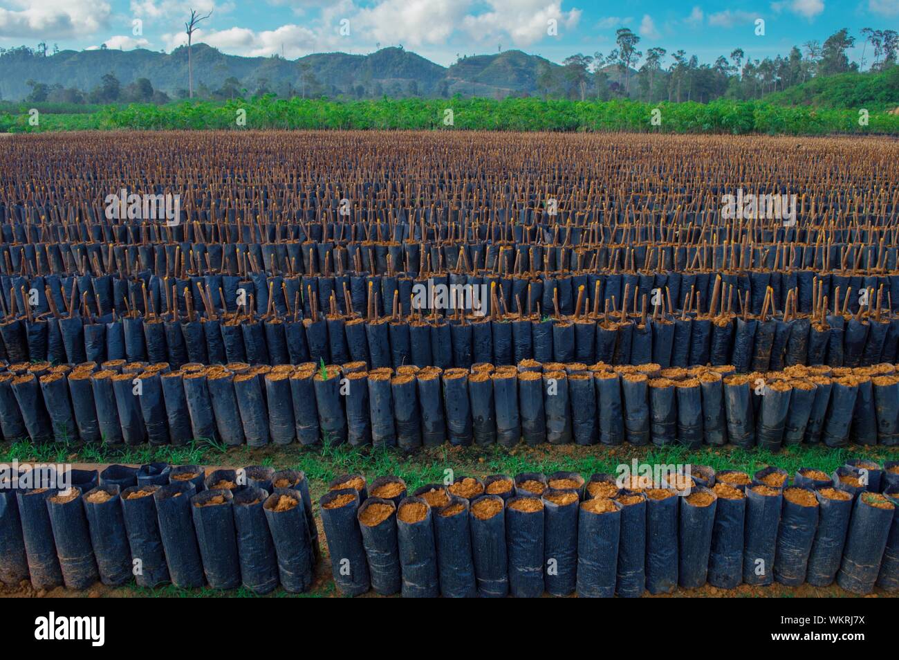 Plastic in mud hi-res stock photography and images - Alamy