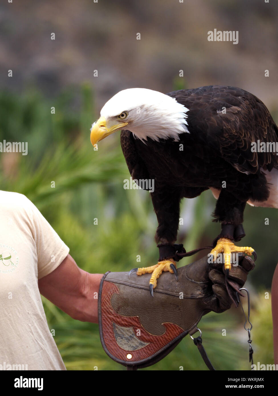 Eagle On Hand High Resolution Stock Photography and Images - Alamy