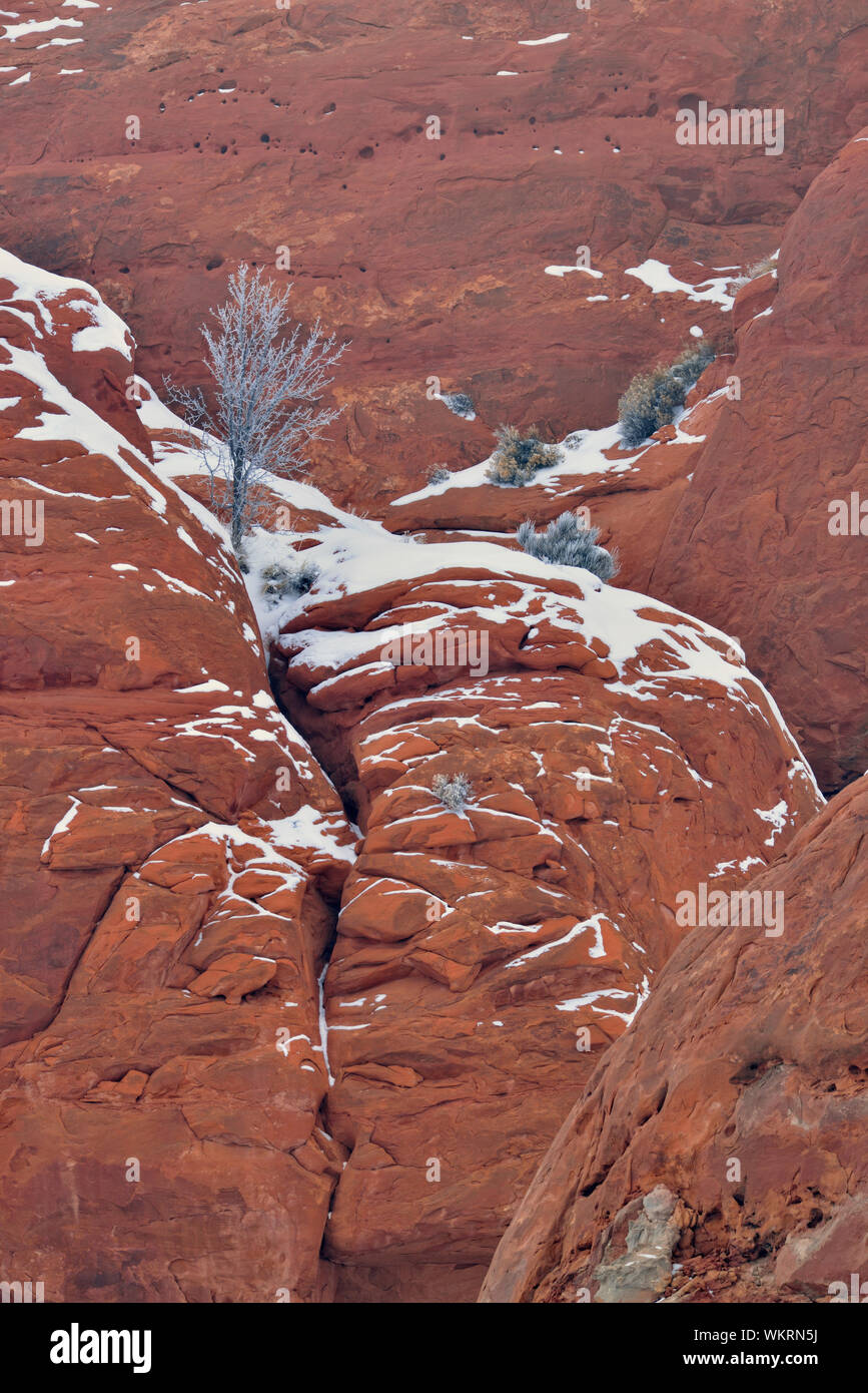 Frosted trees with sandstone and snow, Arches National Park, Utah, USA ...