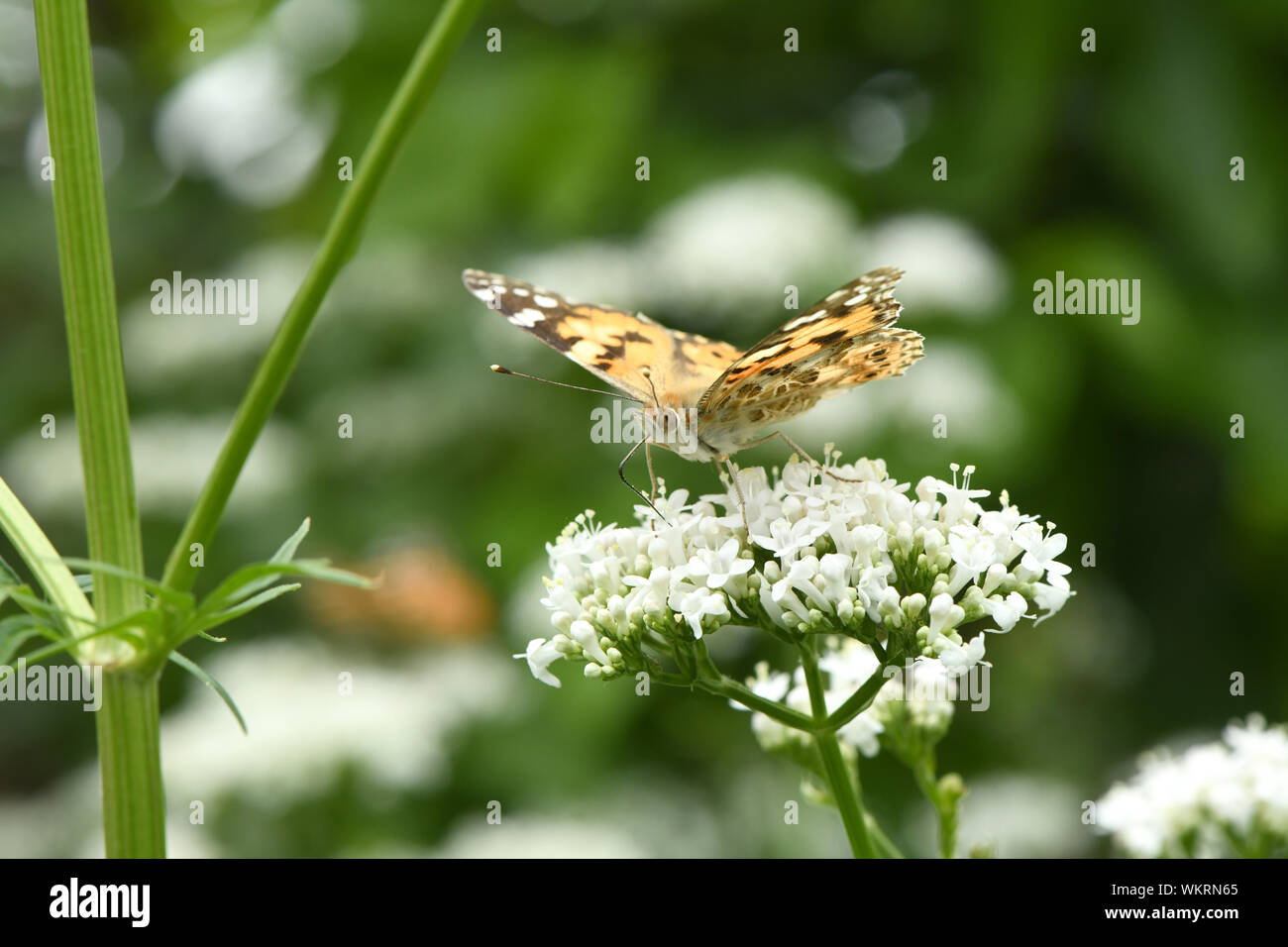 Beautiful painted lady (Vanessa cardui) pollinating at bright valerian ...