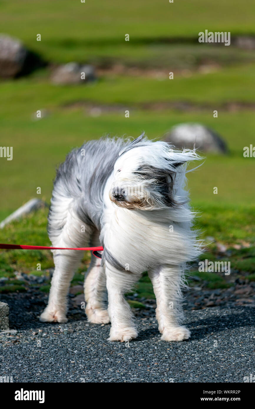 Dog hair blowing in the wind hi-res stock photography and images - Alamy