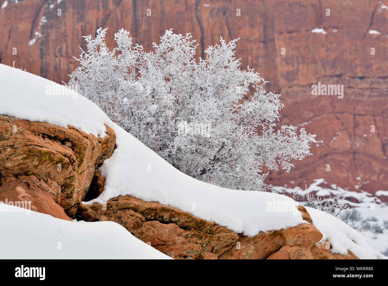 Frosted trees with snow in the desert landscape, Arches National Park ...