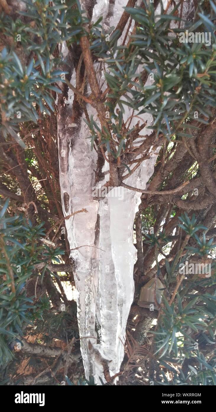 Icycle High Resolution Stock Photography and Images - Alamy