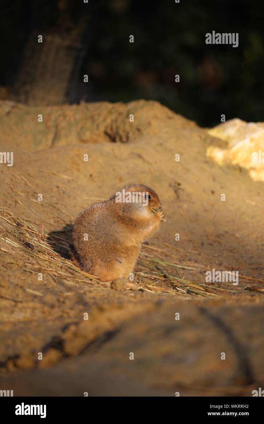 Ground rodent hi-res stock photography and images - Alamy
