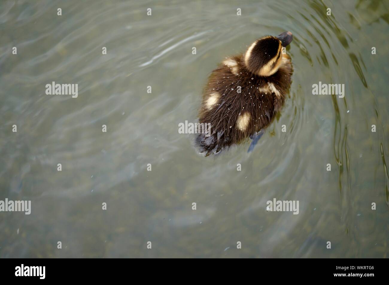 Duckling Swimming High Resolution Stock Photography and Images - Alamy