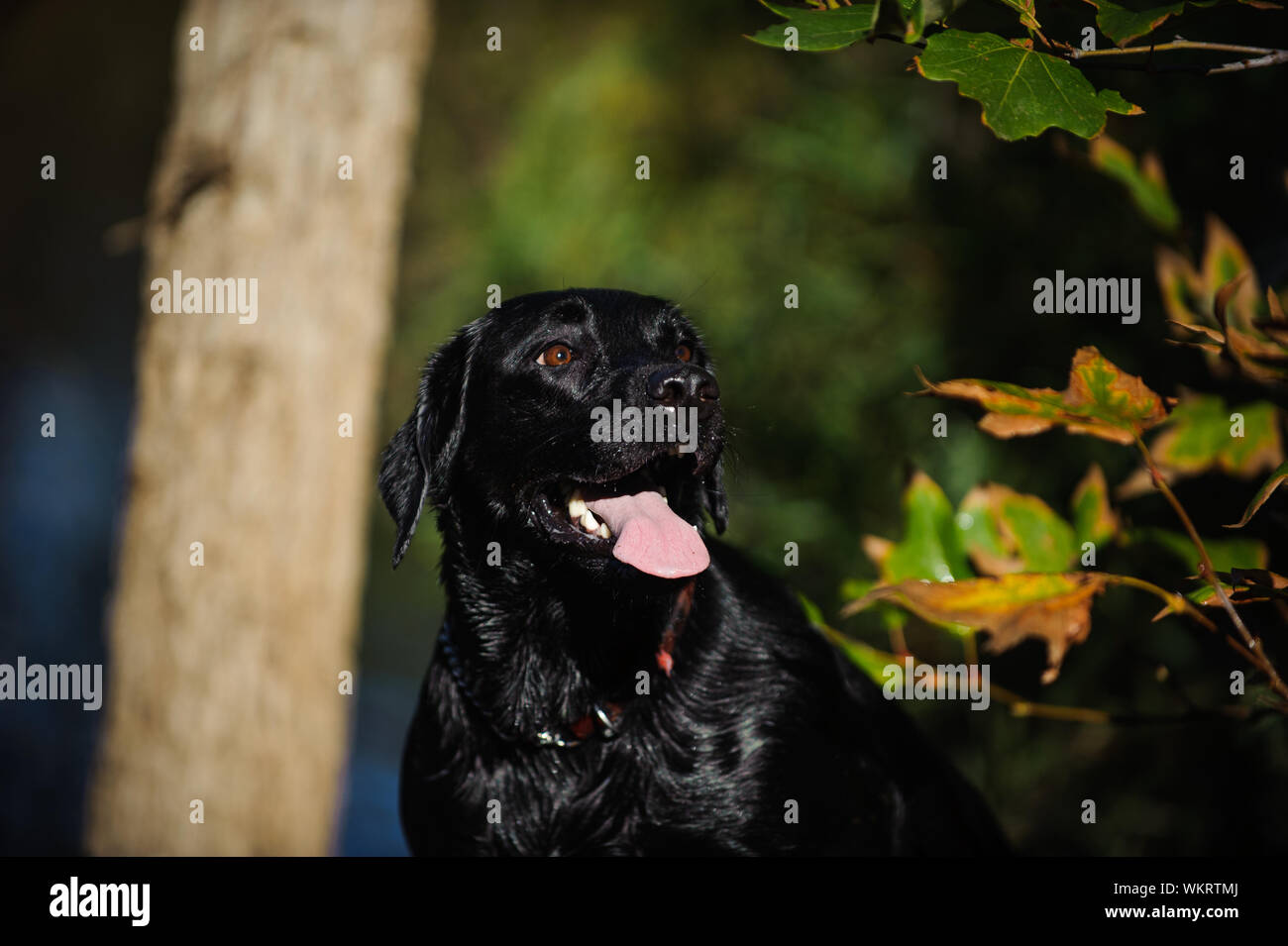 Black labrador looking out hi-res stock photography and images - Alamy