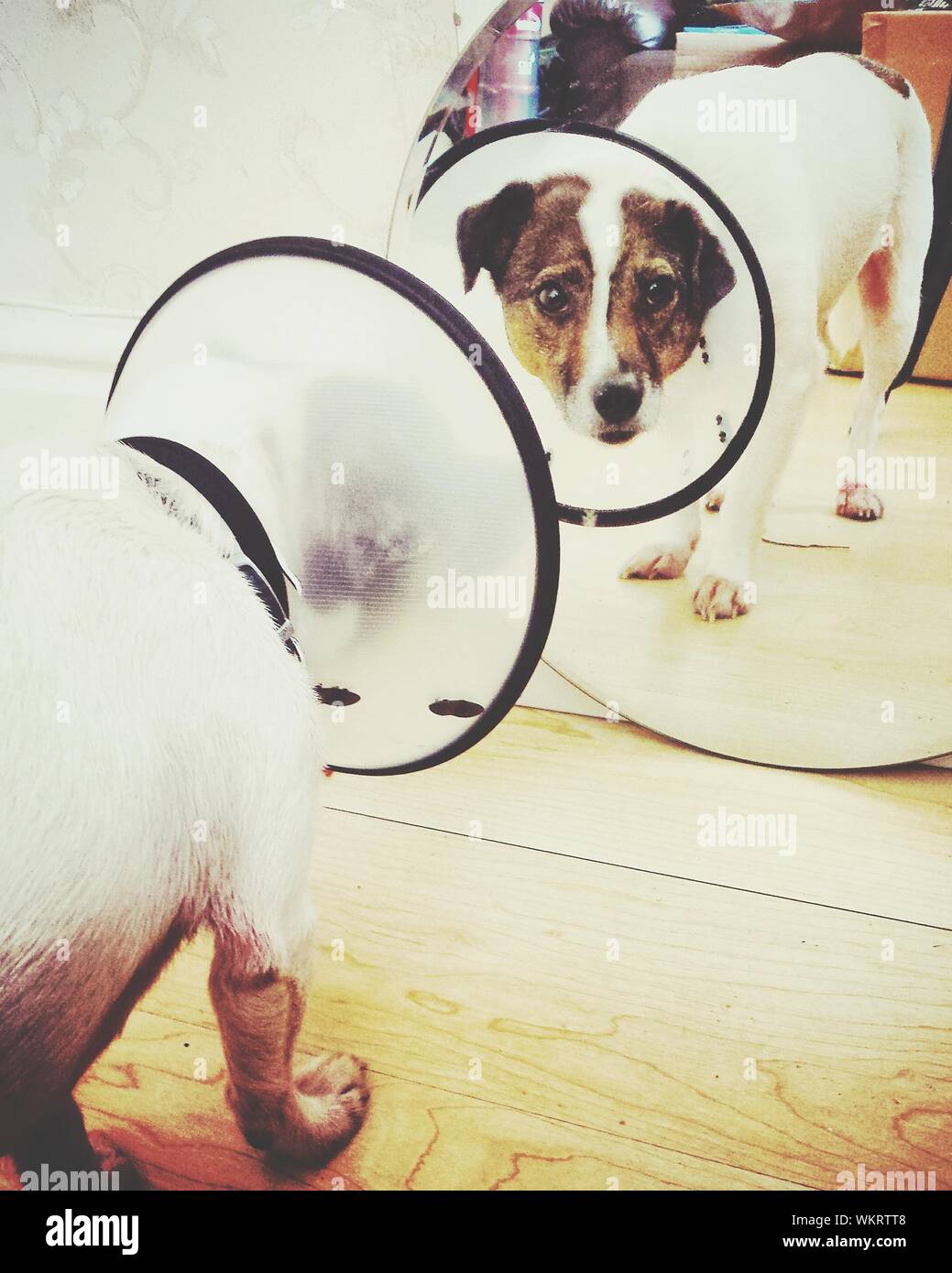 Dog Mirror High Resolution Stock Photography and Images - Alamy