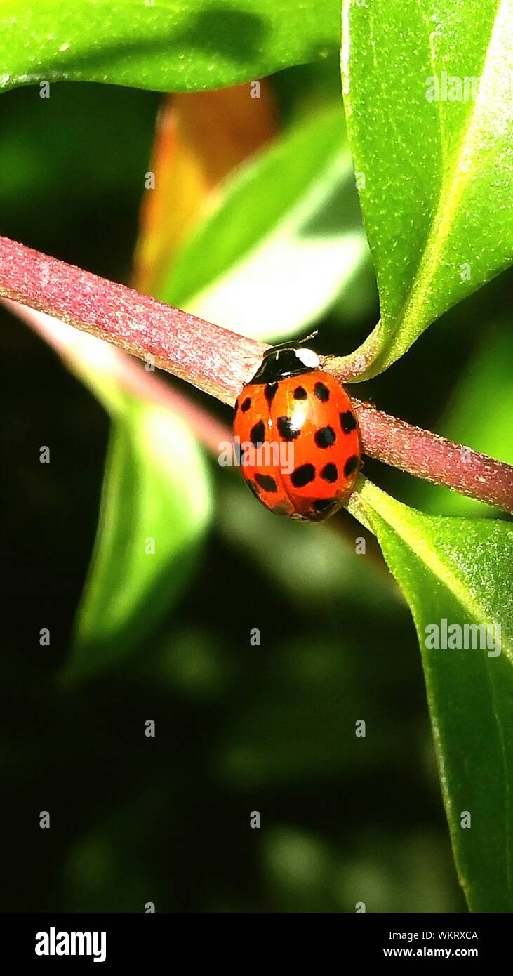 Ladybug on a stem hi-res stock photography and images - Alamy
