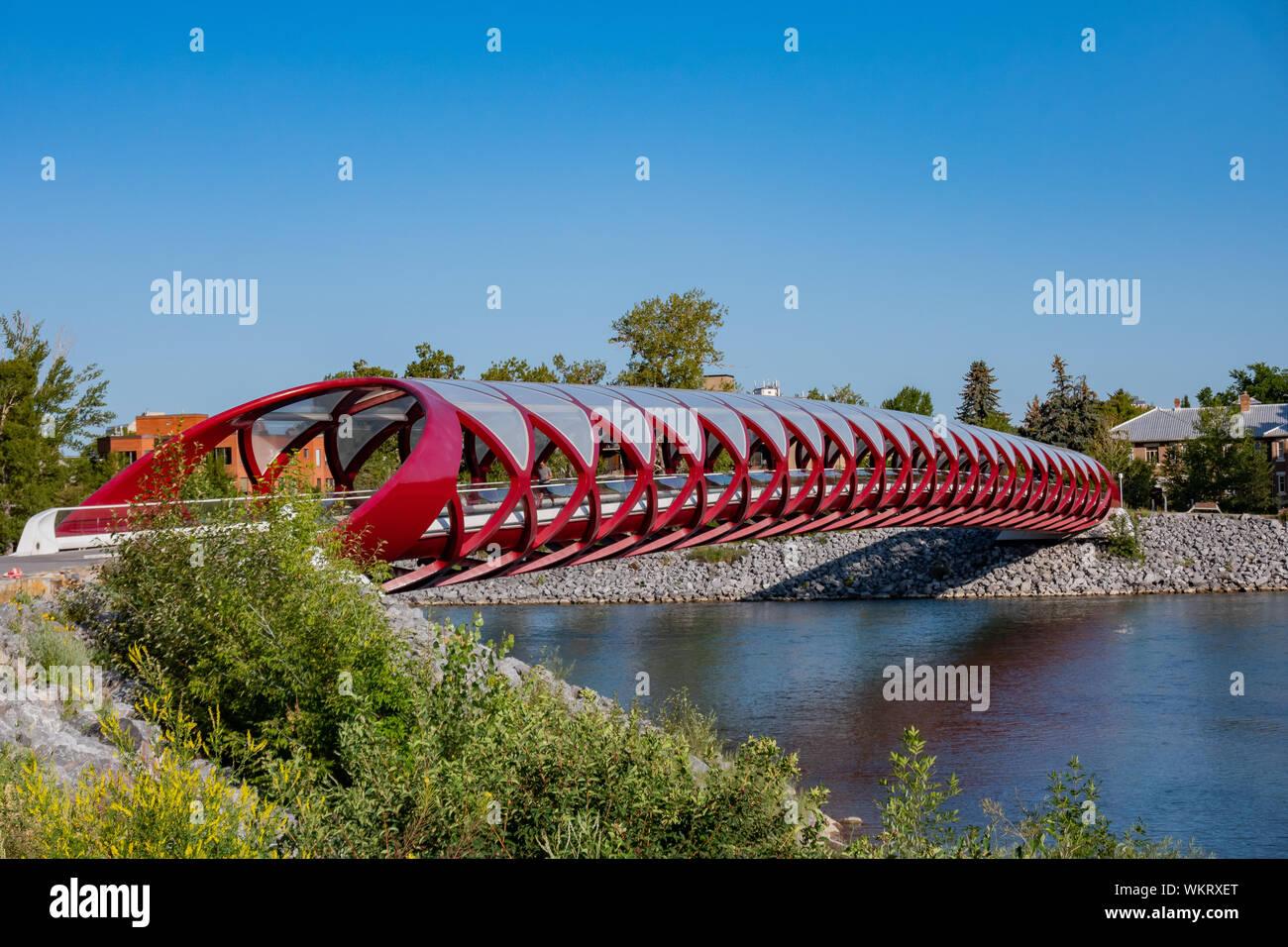 Morning view of the famous red Peace Bridge at Calgary, Canada Stock ...
