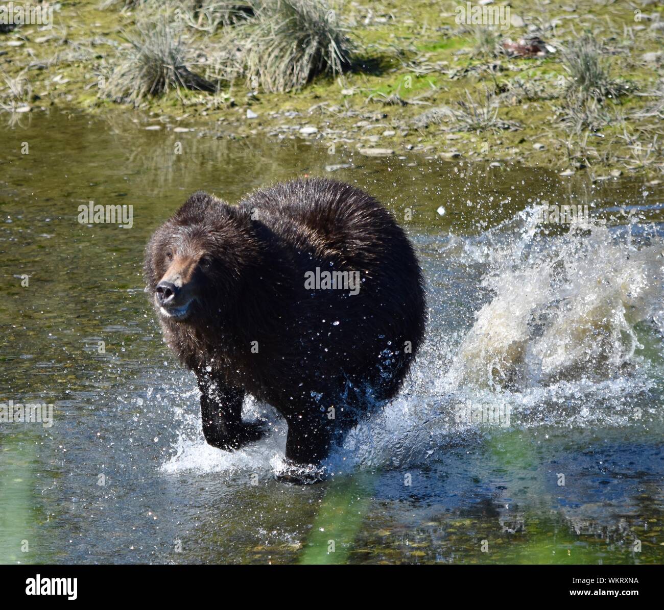 Grizzly bear running in water hi-res stock photography and images - Alamy