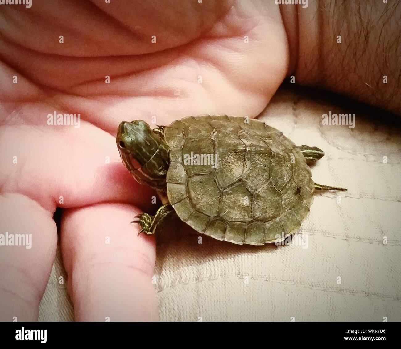 Man holding turtle shell hi-res stock photography and images - Alamy