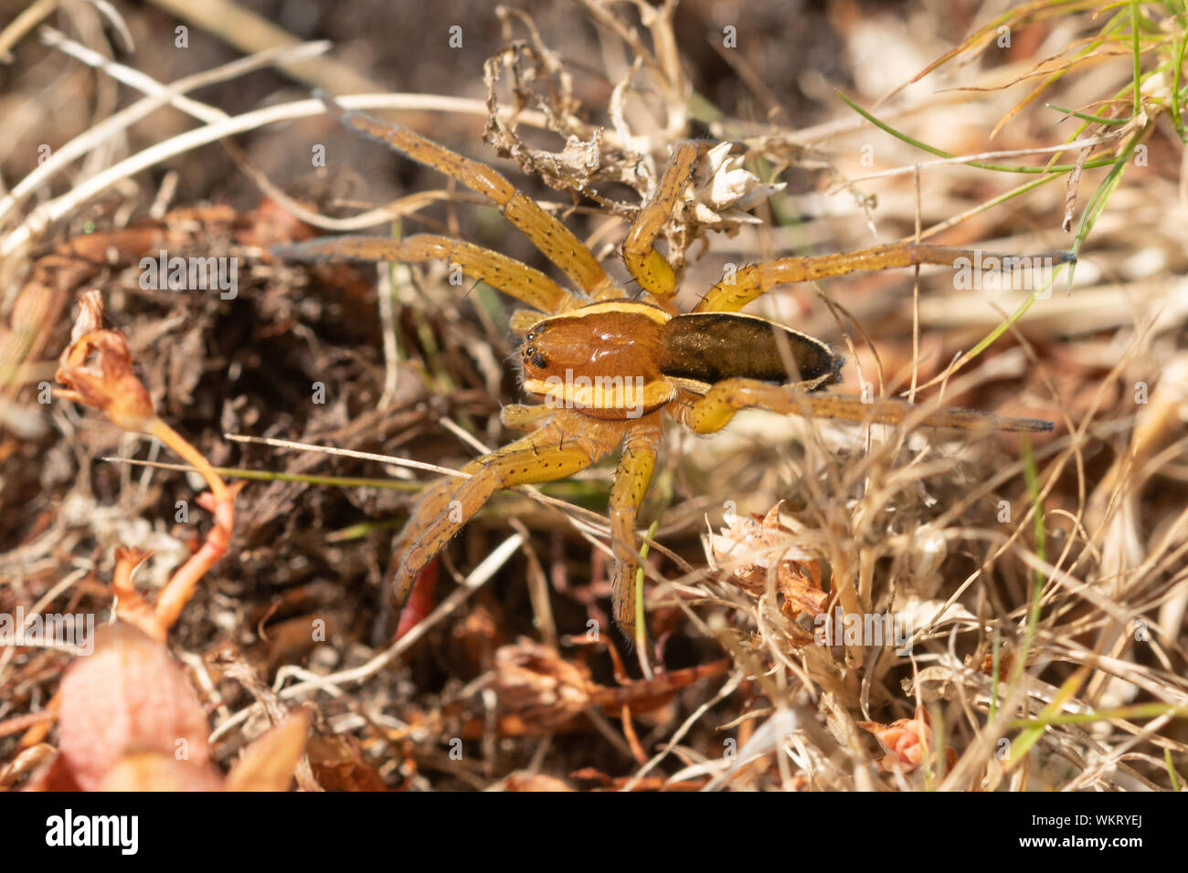 Raft spider (Dolomedes fimbriatus) close-up, UK Stock Photo - Alamy