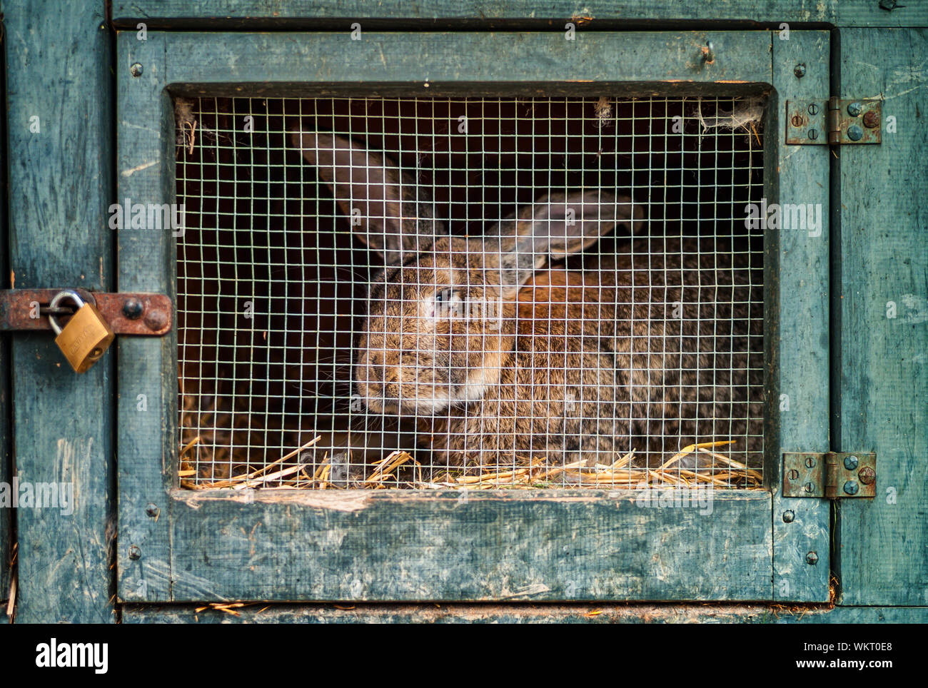 Rabbit in cage hi-res stock photography and images - Alamy