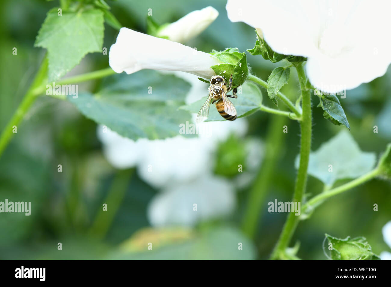 Nectar from white flower hi-res stock photography and images - Alamy