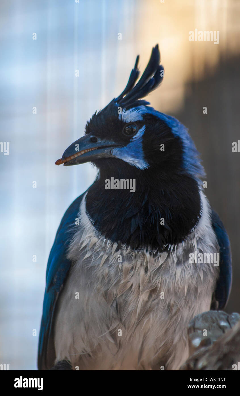 Black throated magpie jay hi-res stock photography and images - Alamy