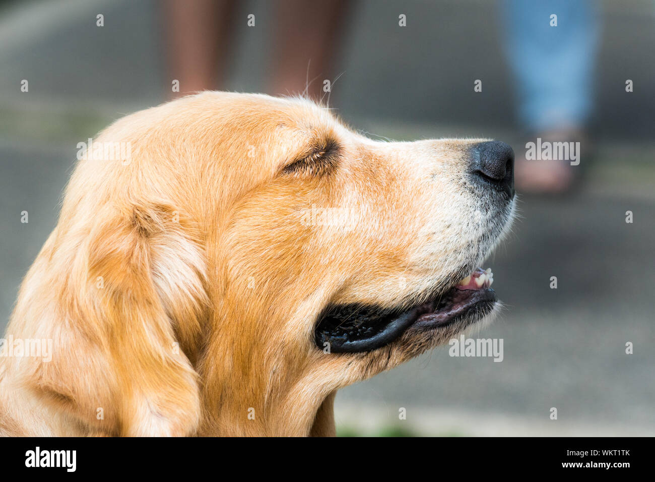 Golden Retriever Side Profile High Resolution Stock Photography and ...