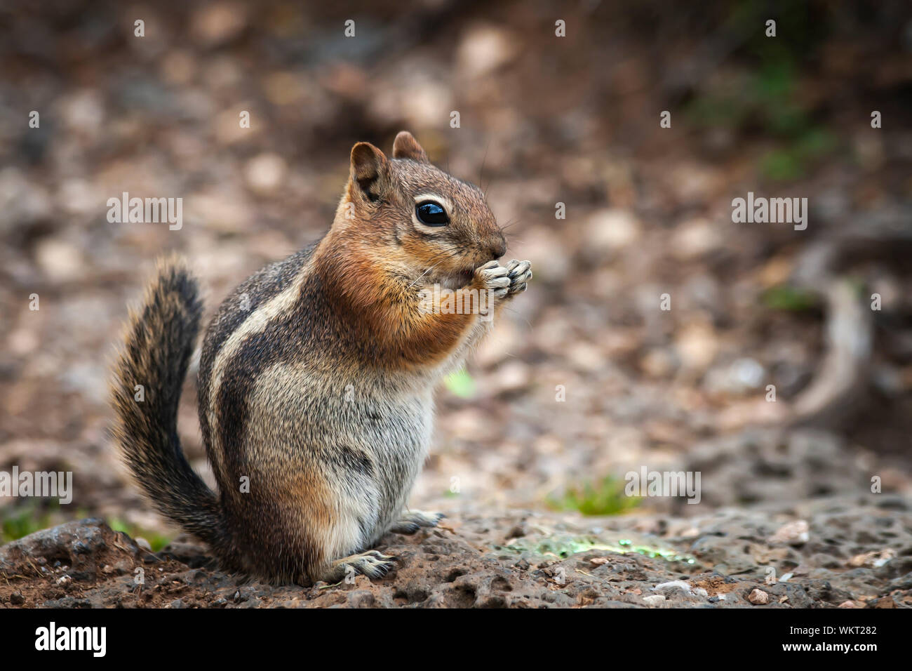 Bushy Striped Tail Chipmunk Stock Photo - Alamy