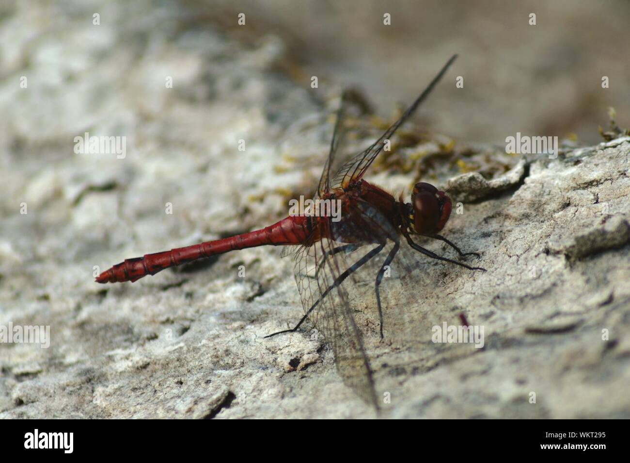 Dragonfly side on hi-res stock photography and images - Alamy